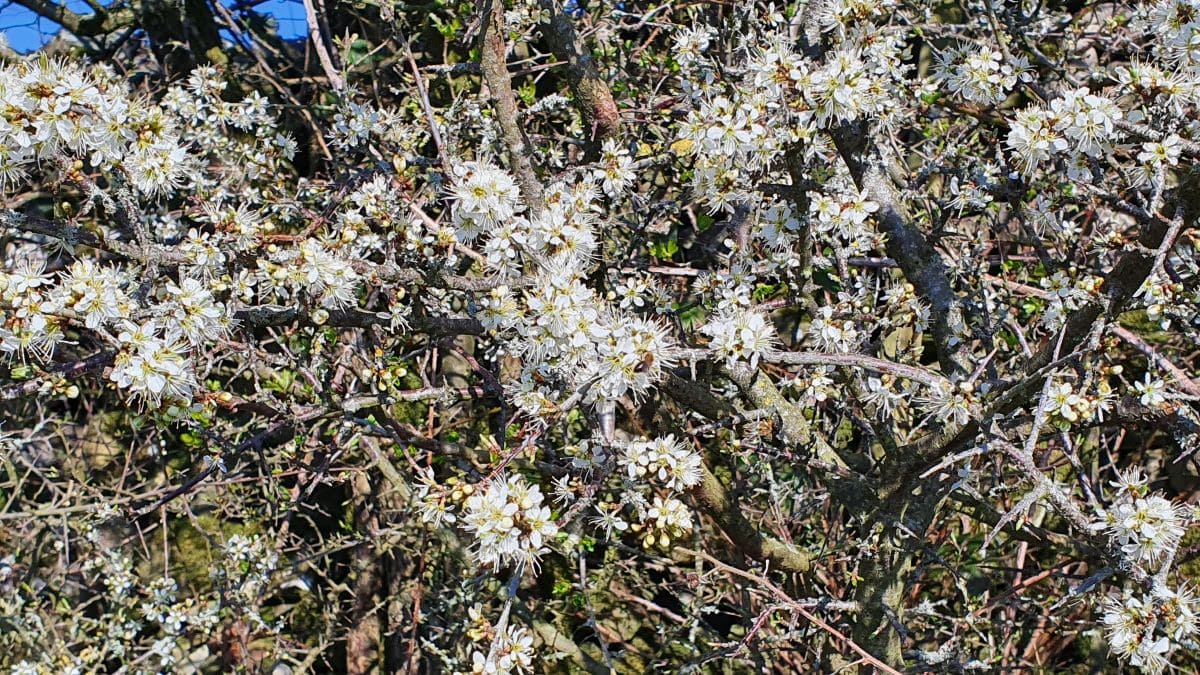 Visit Settle - Nature